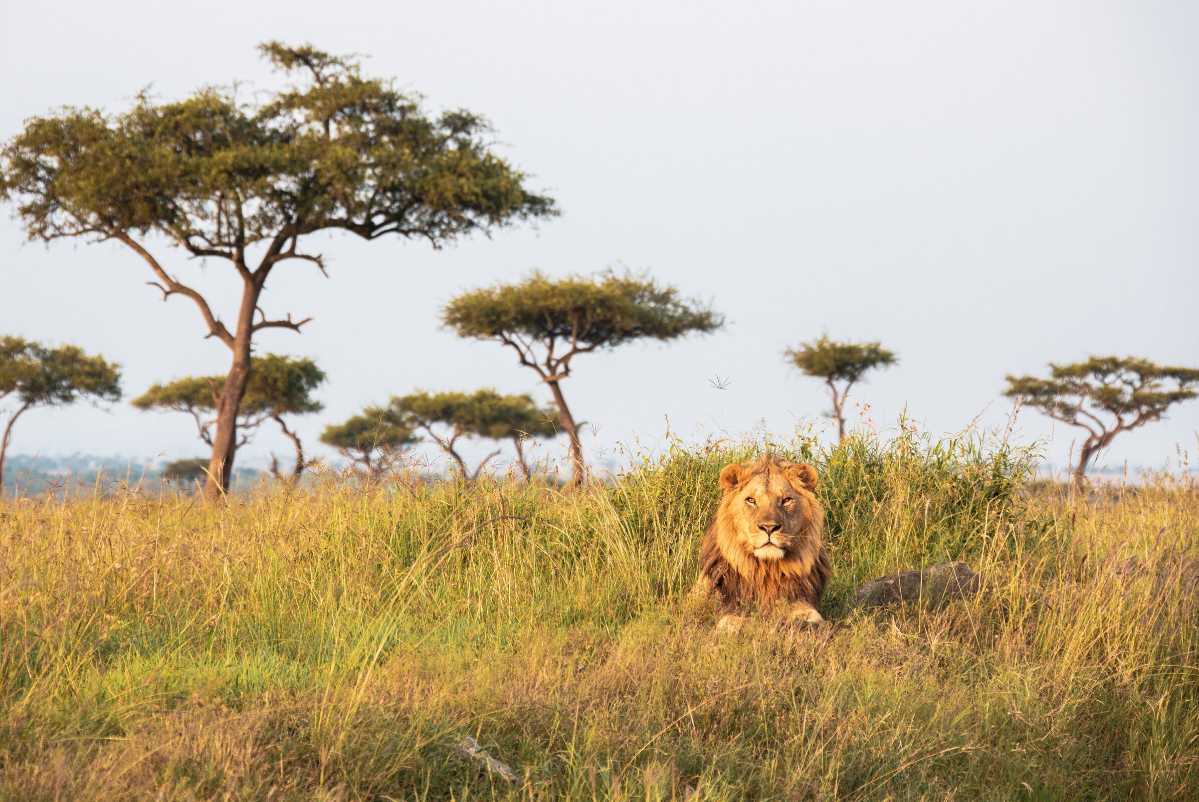 Kenya Luxury Tours, Vacations, & Travel | GeoEx