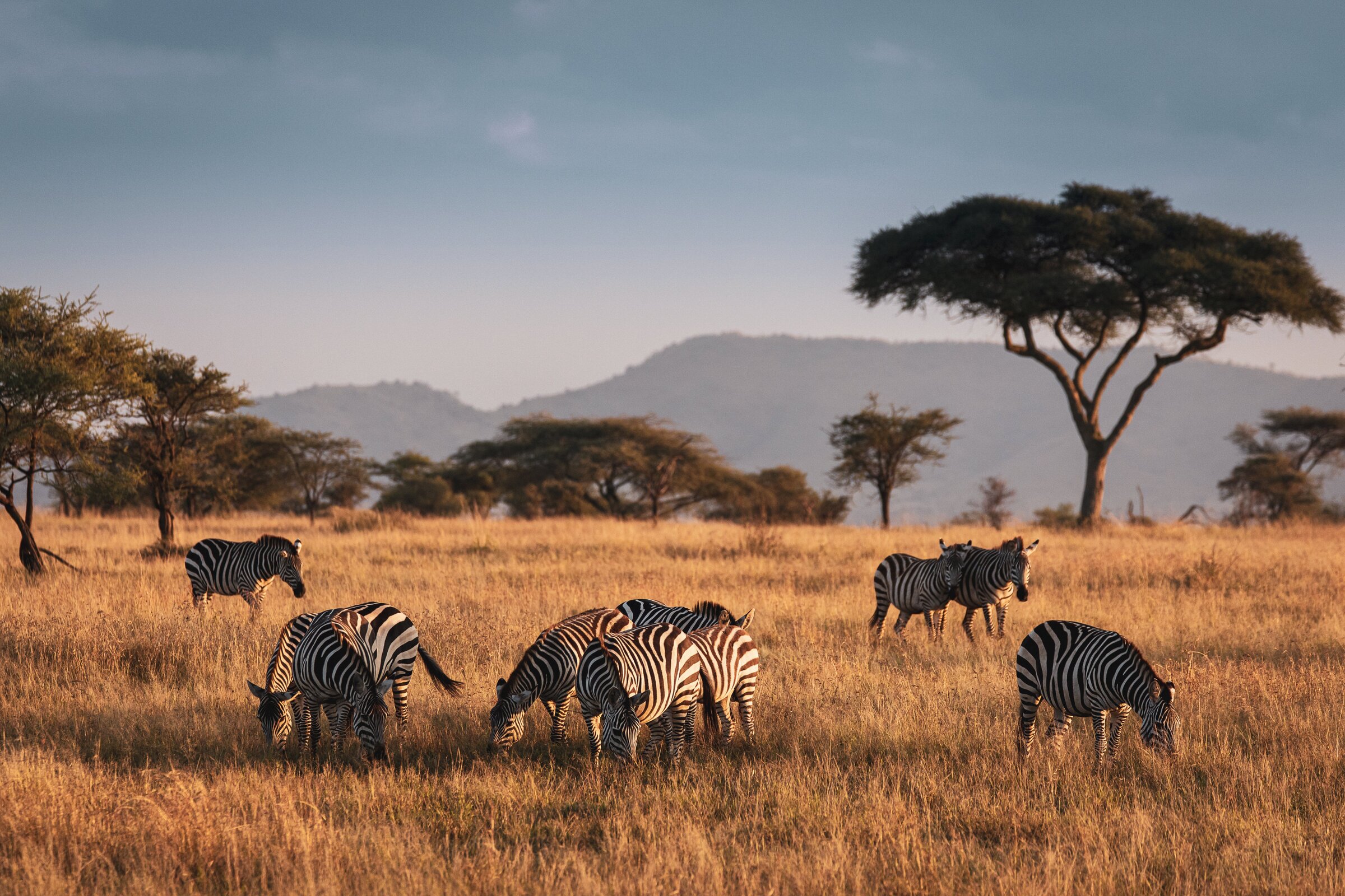 Expert-Led Luxury African Safari Vacations & Travel Expeditions