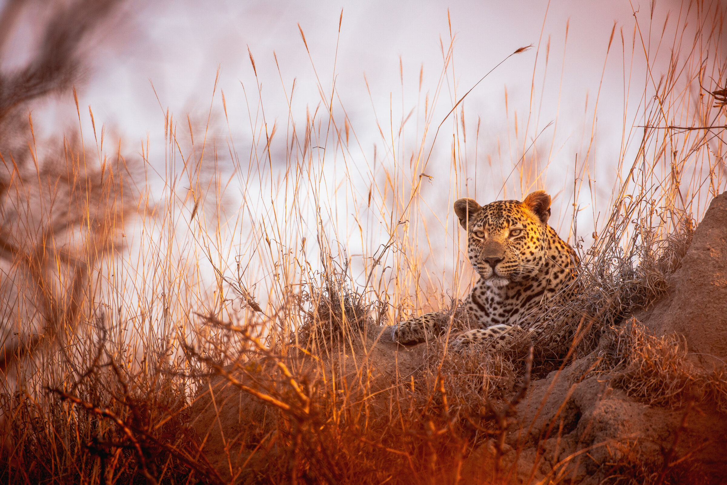 Southern Africa Safari Trip & Travel Experience | GeoEx
